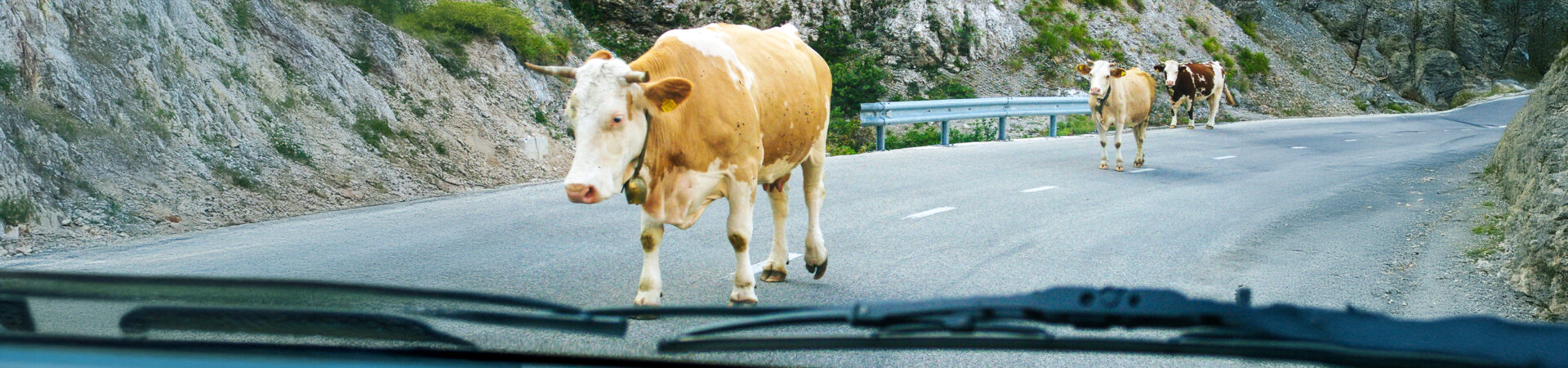 Livestock Accident Attorneys in San Jose | BD&J, PC